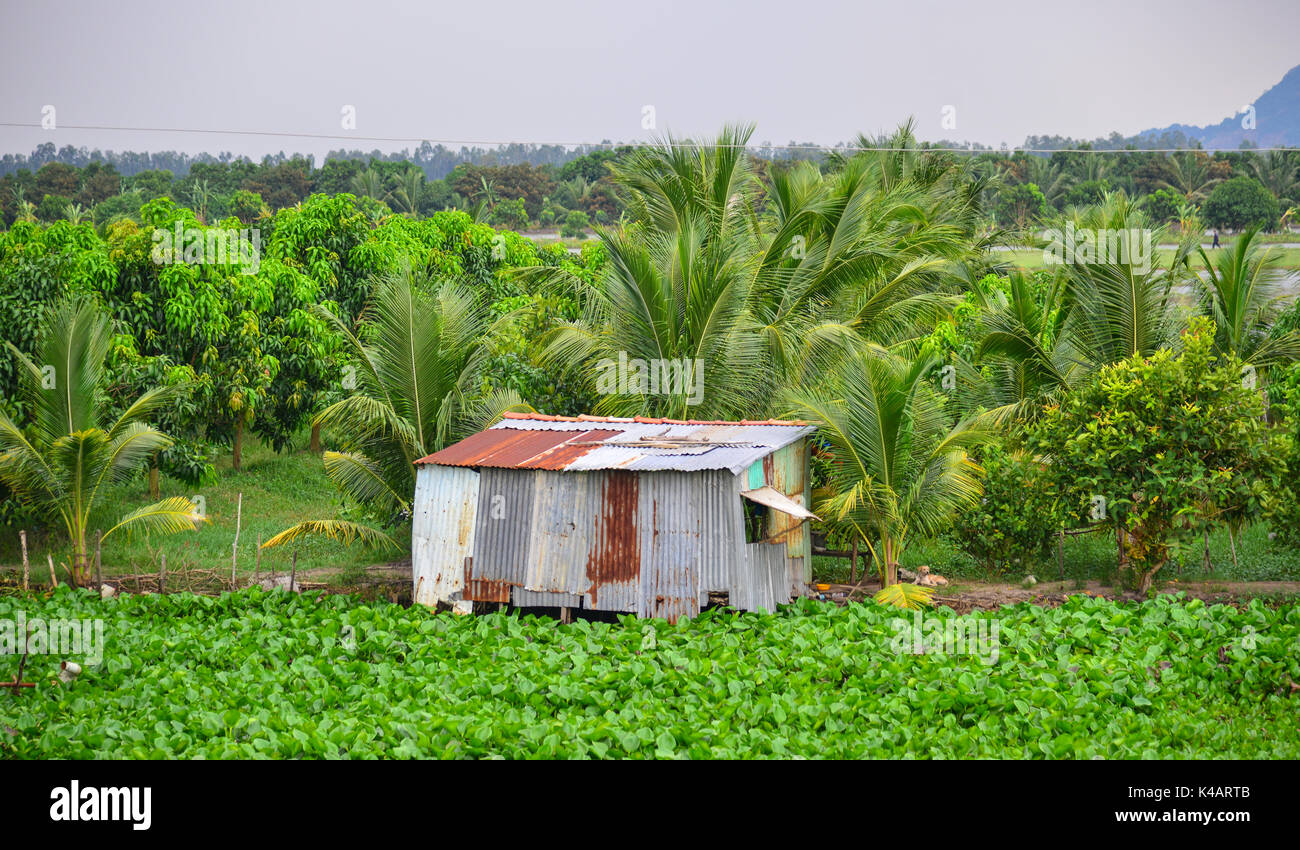 A poor shack at countryside in An Giang, Vietnam. The Mekong basin is ...
