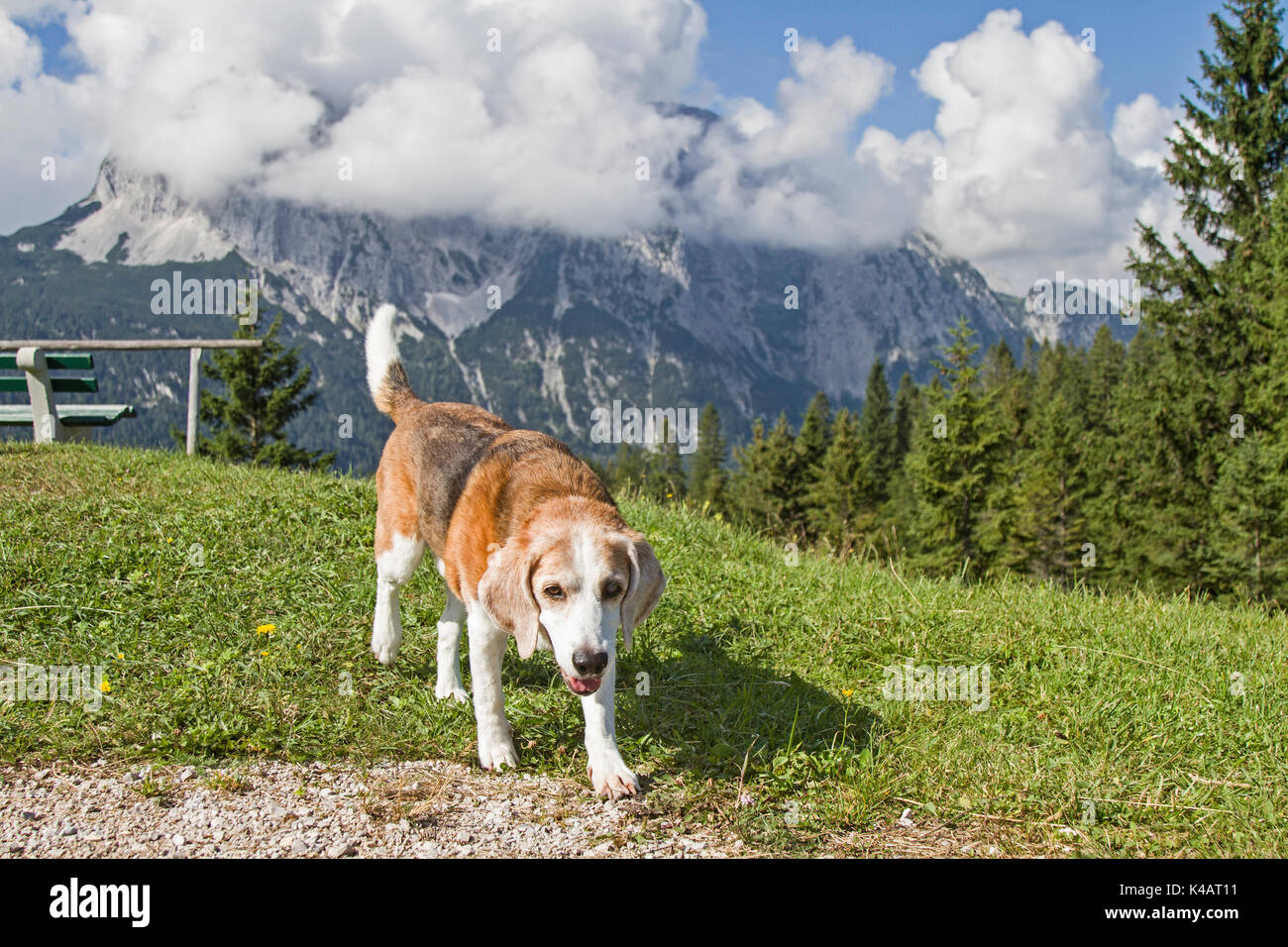 Mount beagle hi-res stock photography and images - Alamy