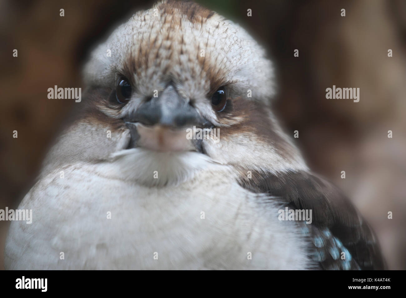 Birds eye contact hi-res stock photography and images - Alamy