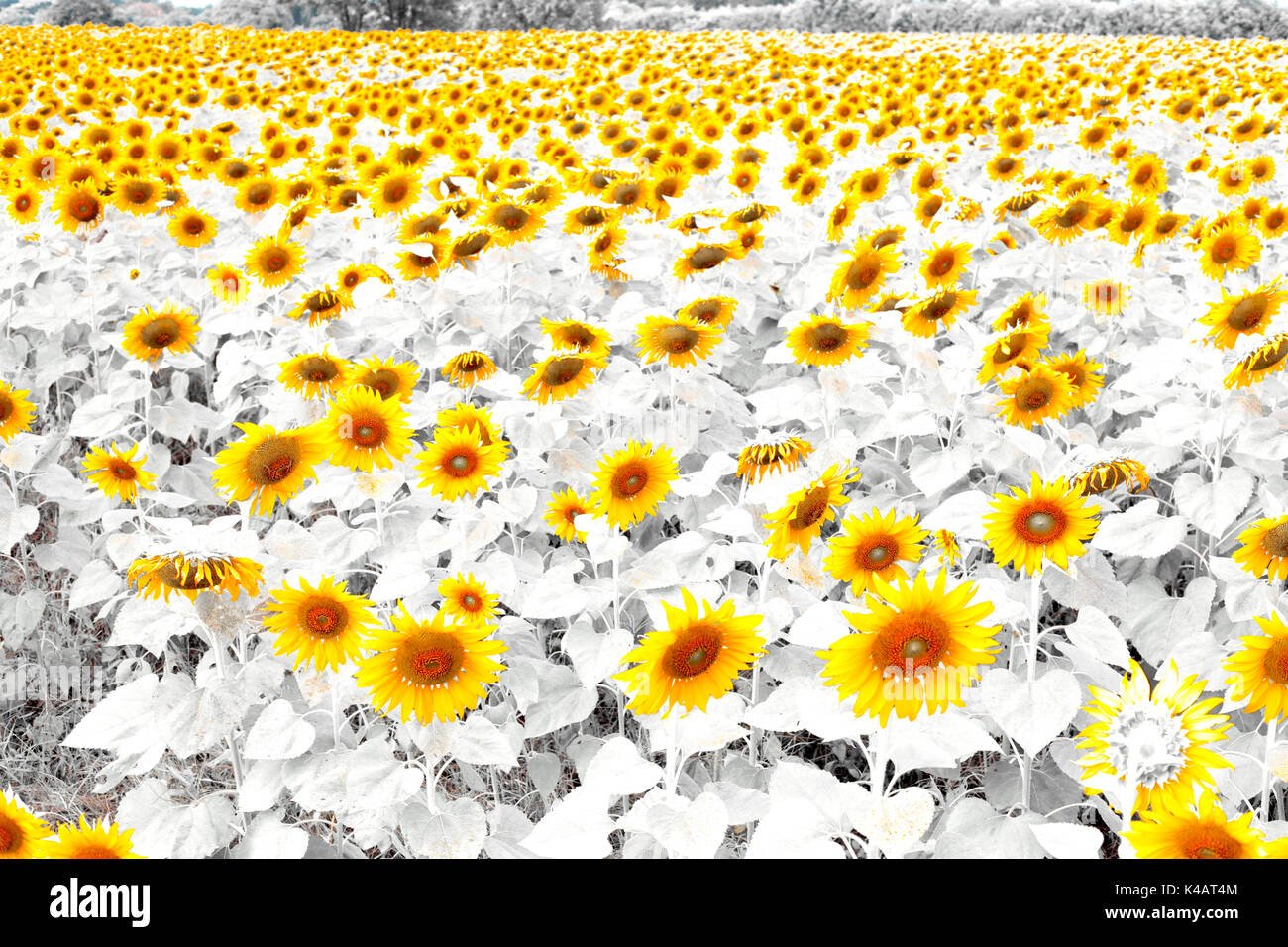 Standing out from the crowd - bright sunflower on a grayscale ...