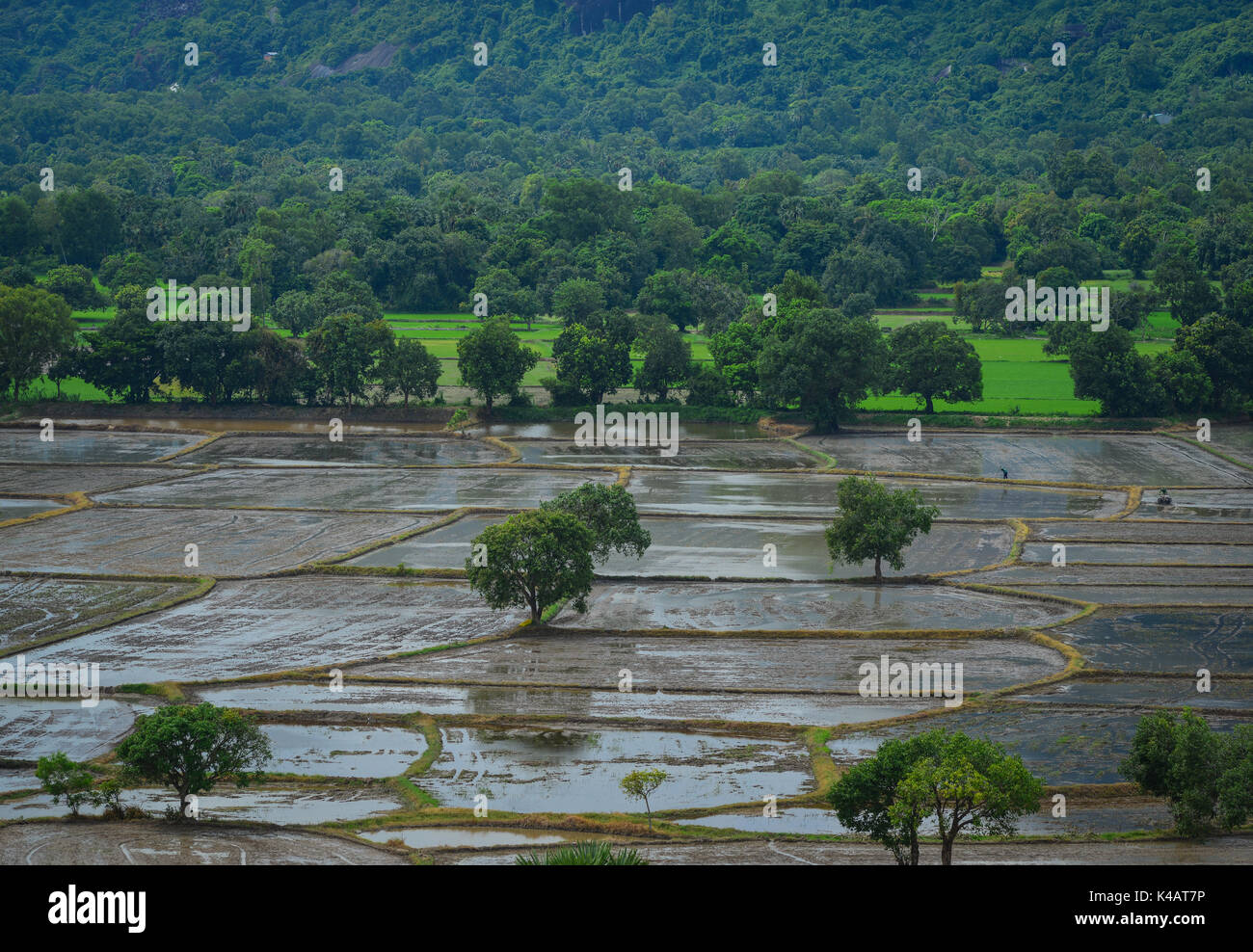 Rice field in Chaudok, Mekong Delta, Southern Vietnam. The Mekong Delta ...