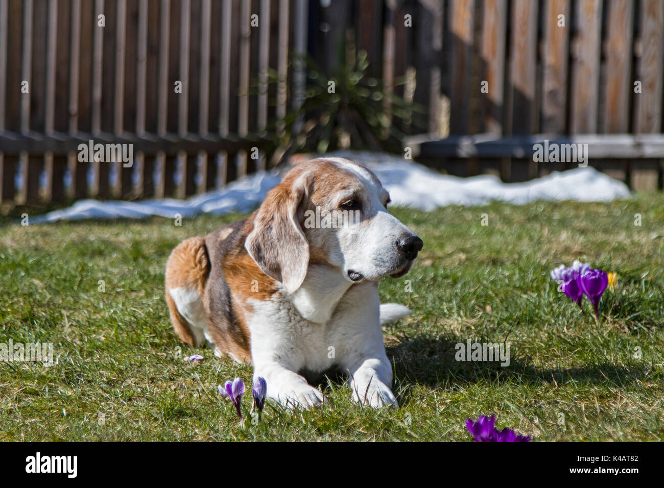 Older Beagle Dog Enjoying The Sun On Green Spring Meadow Stock Photo ...