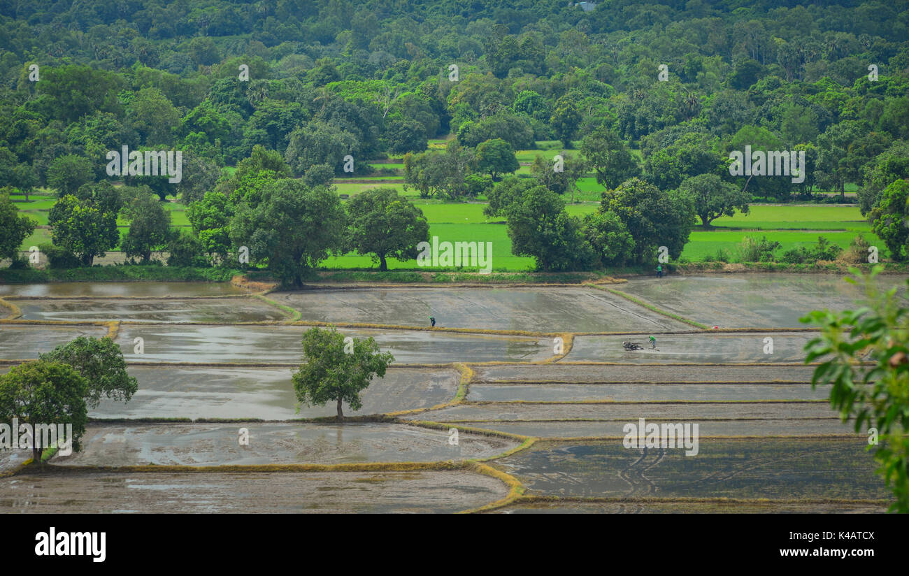 Rice field in Mekong Delta, Vietnam. The Mekong delta region ...