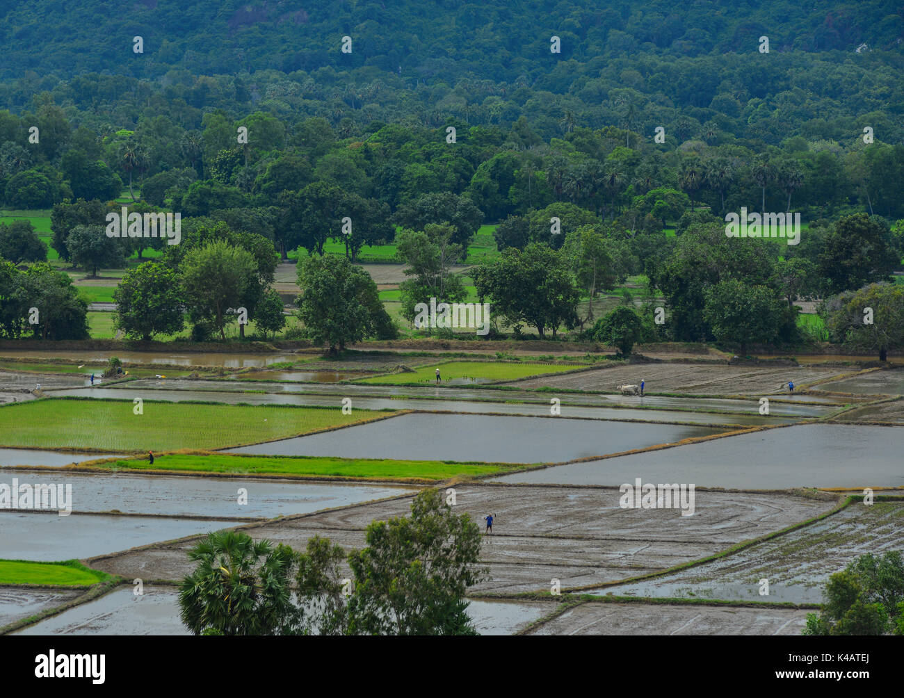 Aerial view of rice field in Mekong Delta, Vietnam. The Mekong delta ...