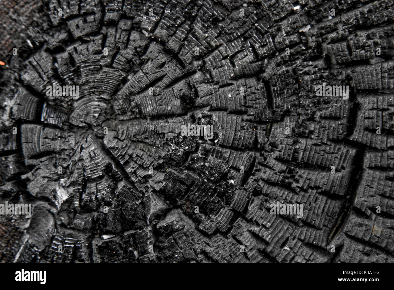 Burn Marks On The Trunk Of An Old Charred Tree Trunk Stock Photo - Alamy