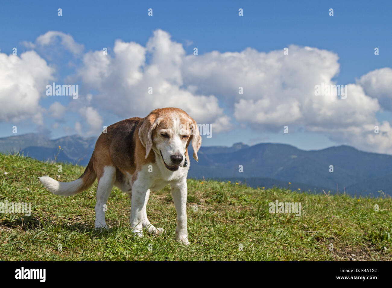 Beagle On A Mountain Meadow In Mountains Stock Photo - Alamy