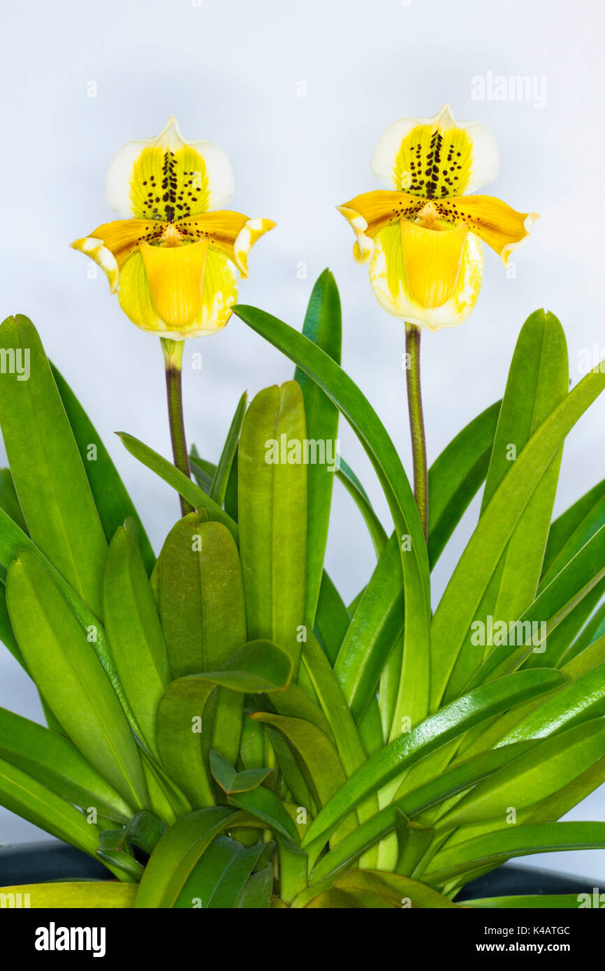 Paphiopedilum exul, Paphiopedilum orchid flowers with two on white ...