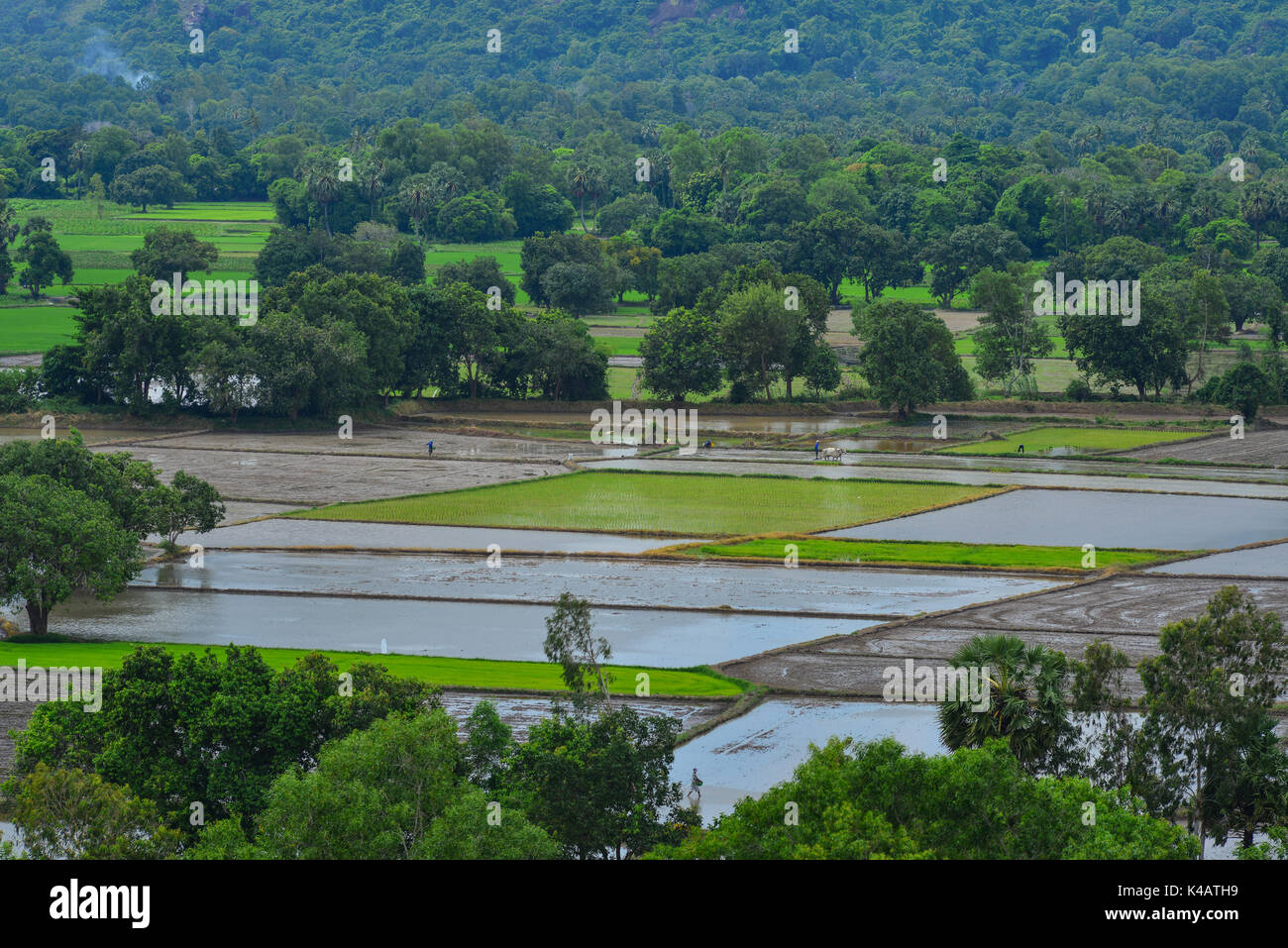 People working on rice field in Mekong Delta, Vietnam. The Mekong Delta ...