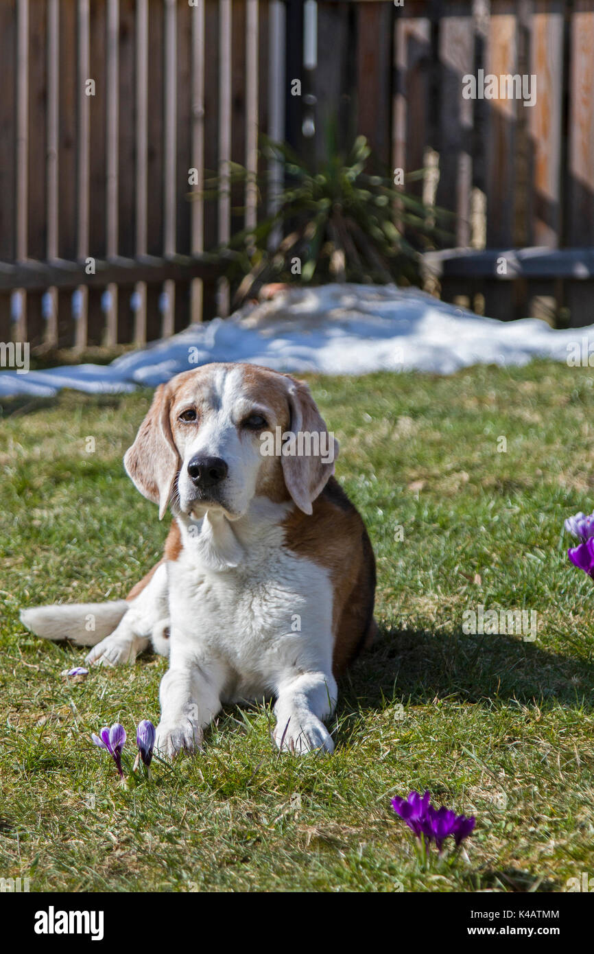 Senior Beagle Dog Enjoying The Sun On Green Spring Meadow Stock Photo ...