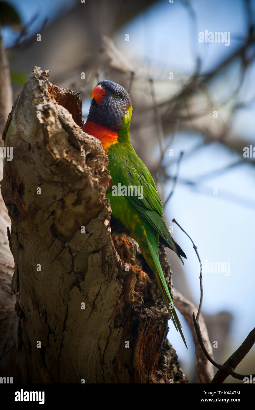 Parrot family of australia hi-res stock photography and images - Alamy