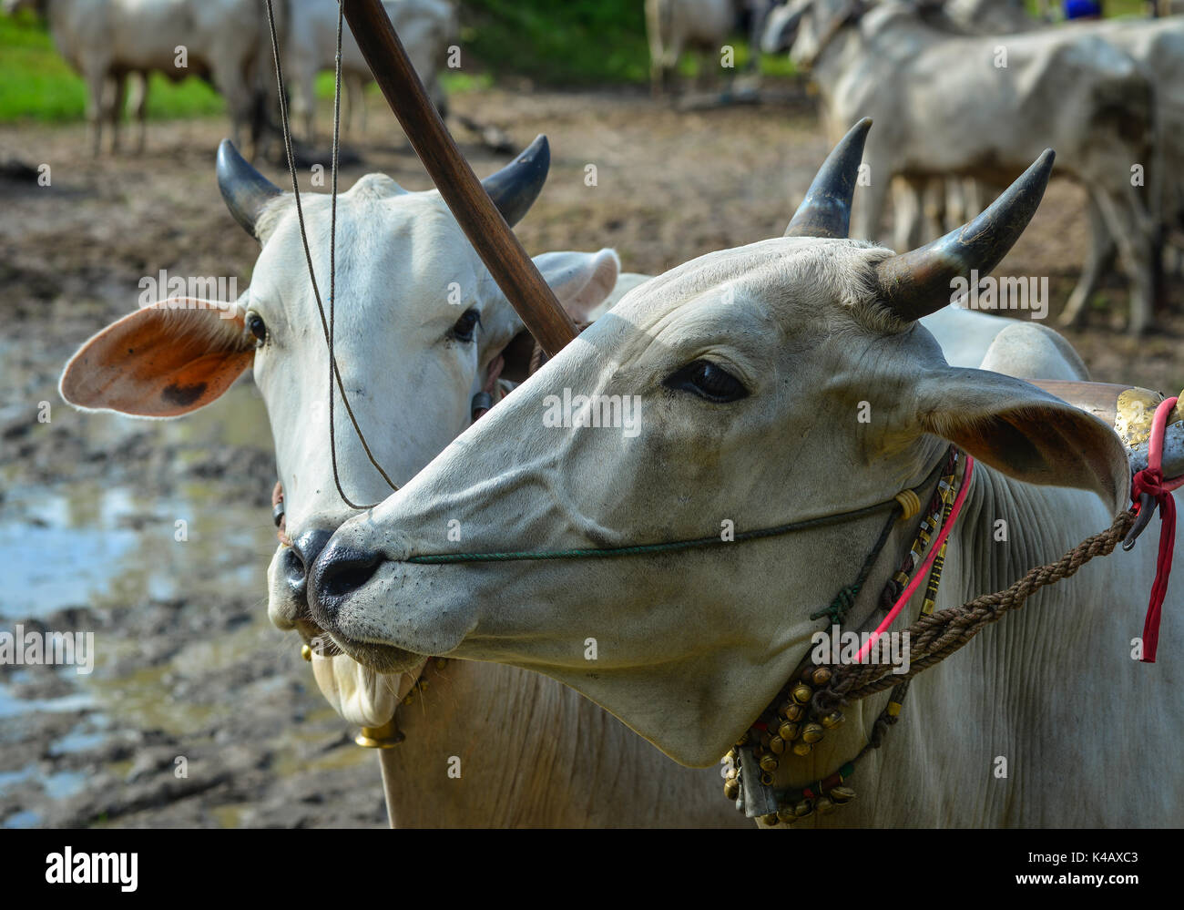 Cows on rice field during ox racing festival in Mekong Delta, Vietnam ...