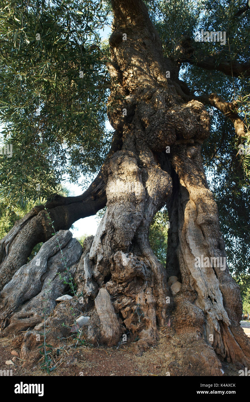 Century old olive tree hi-res stock photography and images - Alamy