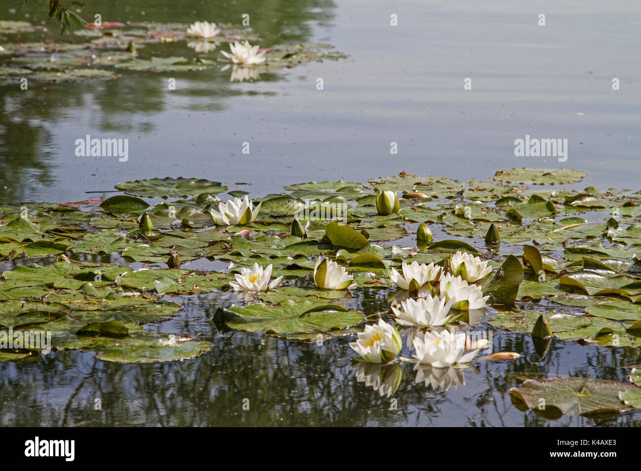Red Bog Lily High Resolution Stock Photography and Images - Alamy