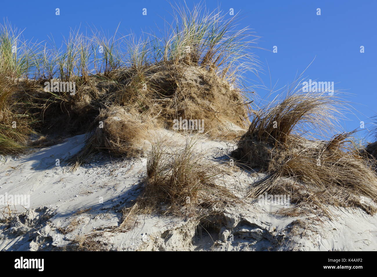 Dune Grass In The Sand Stock Photo - Alamy