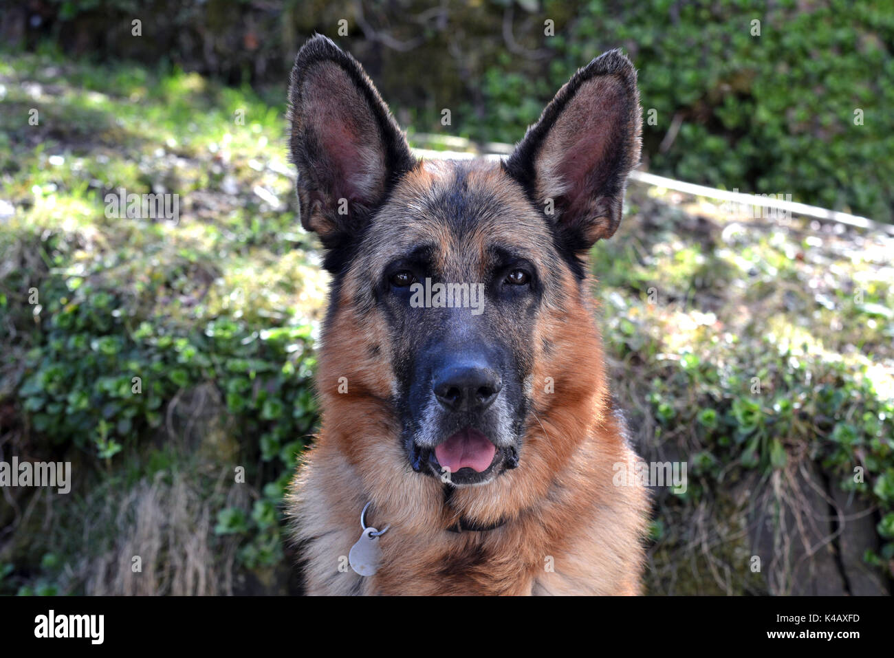 German hound male hi-res stock photography and images - Alamy