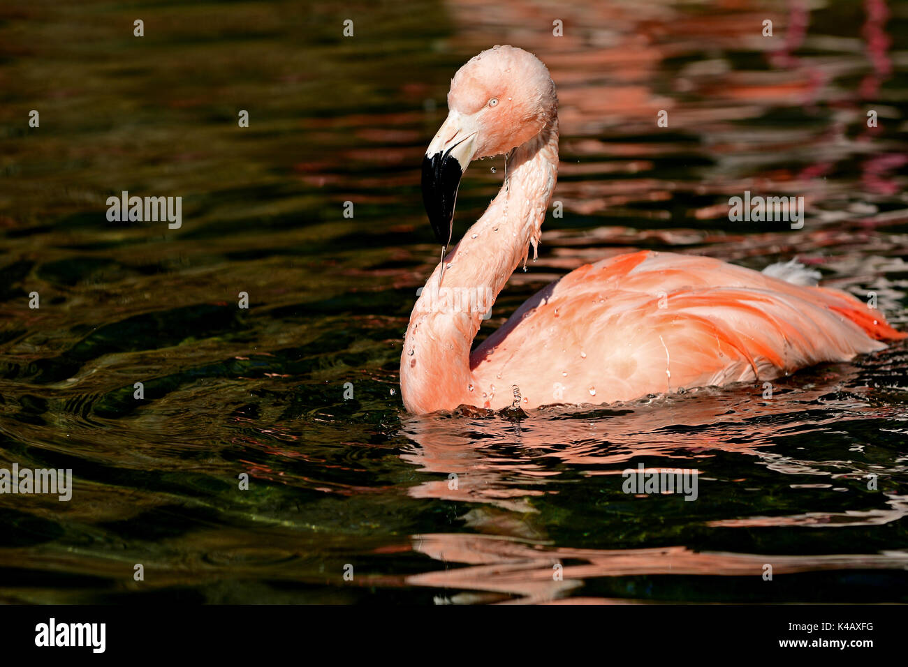 One Red Flamingo Is Swimming On The See Stock Photo - Alamy