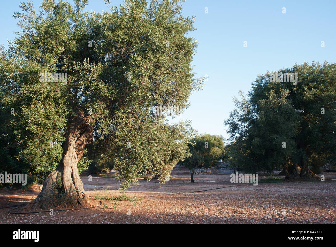thousand-year old Olive tree in Conversano, near Monopoli, apulia Italy ...