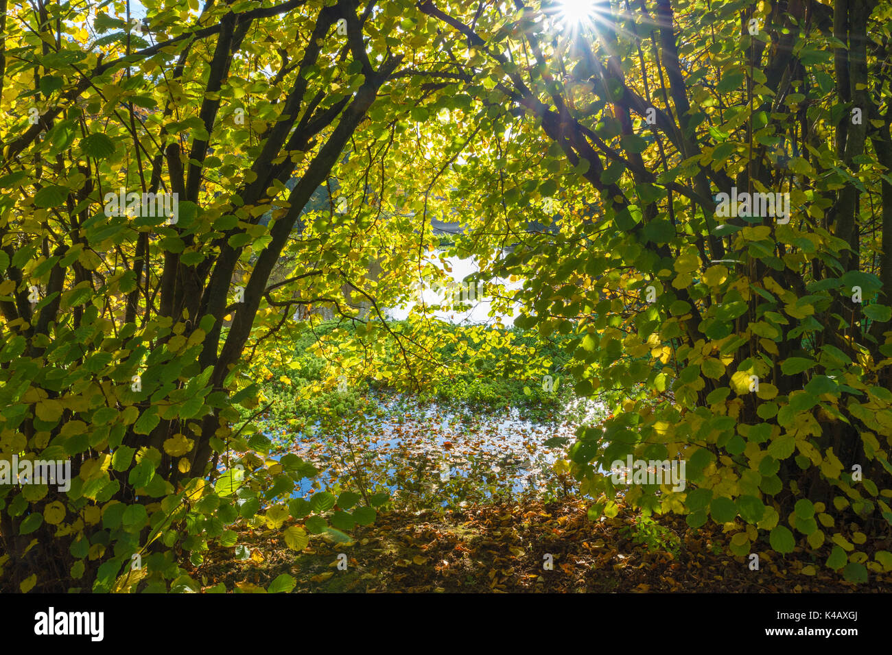 Shrubbery bushes hi-res stock photography and images - Alamy