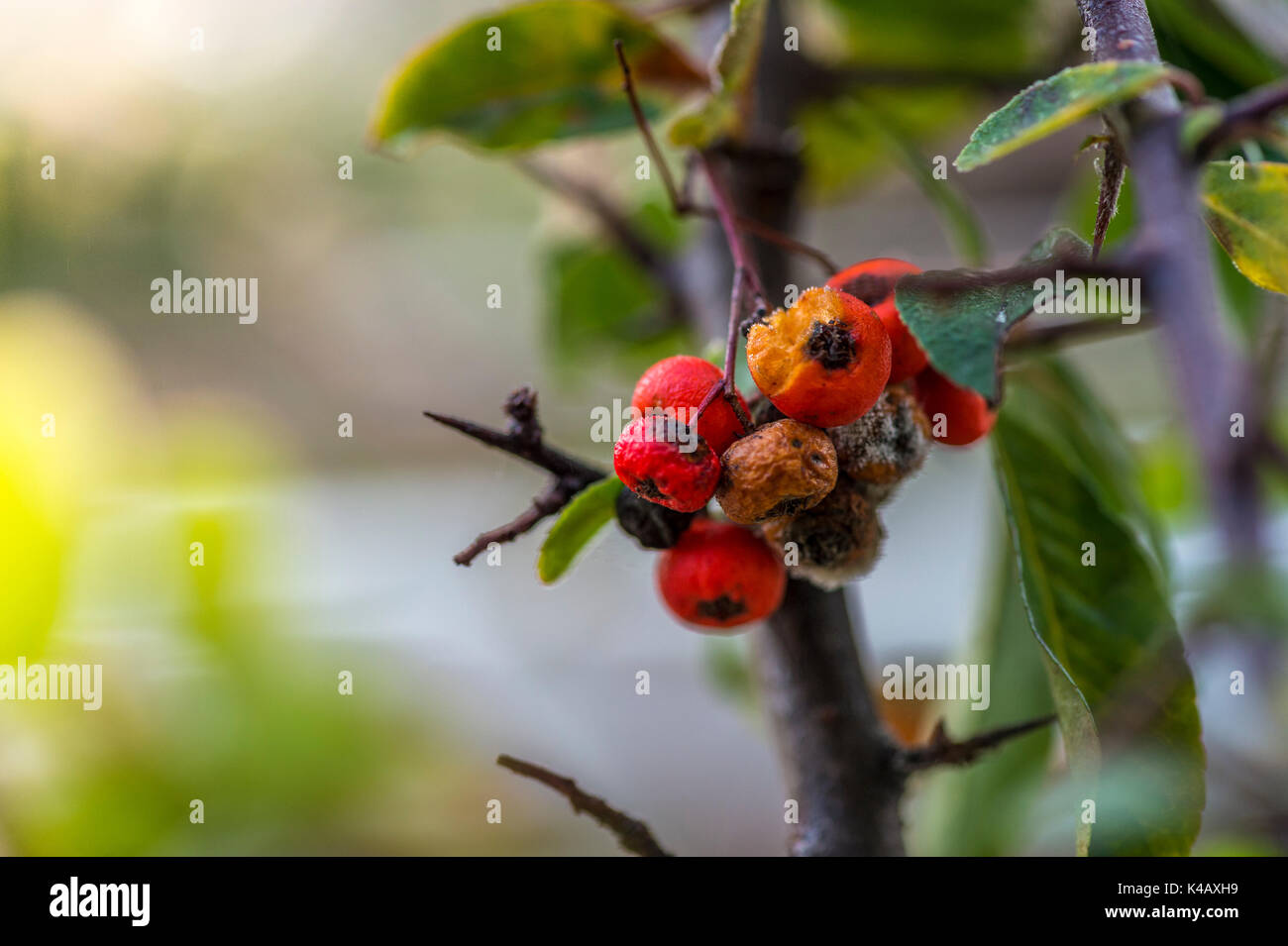 Berries Of The Thorn In Winter Stock Photo - Alamy