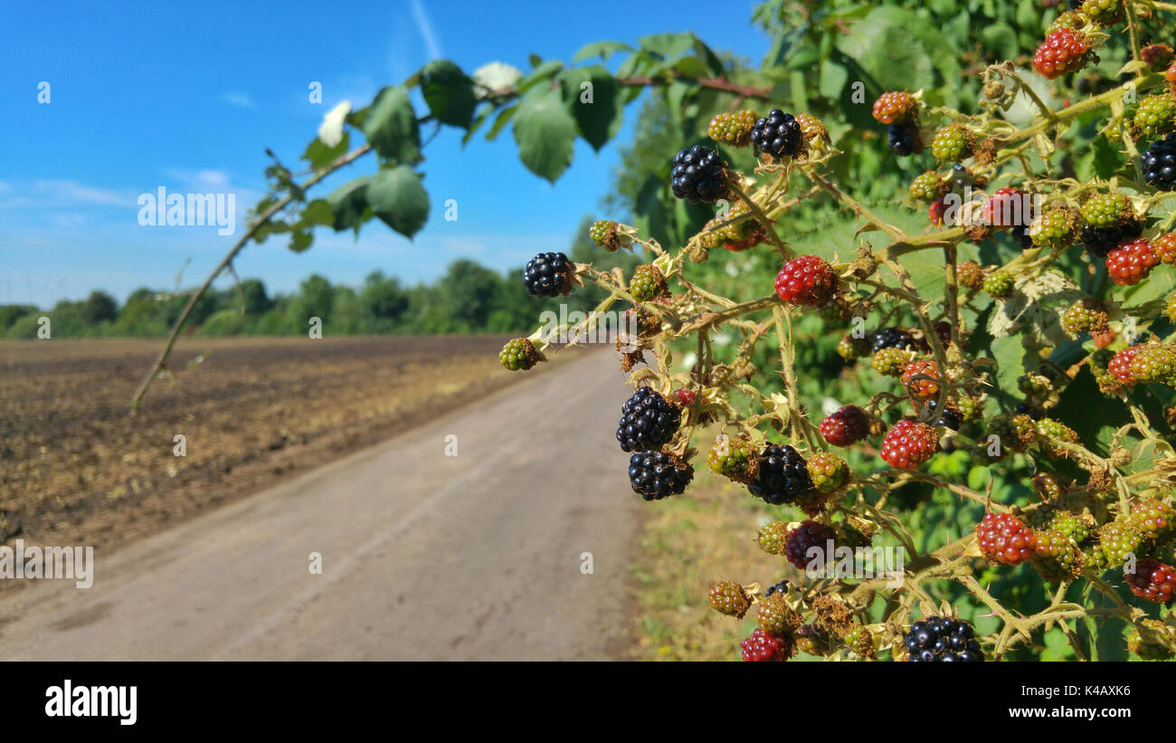 A Bush Full Of Blackberries On The Edge Of A Field Road Stock Photo - Alamy