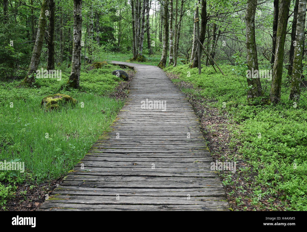 Moor forests hi-res stock photography and images - Alamy