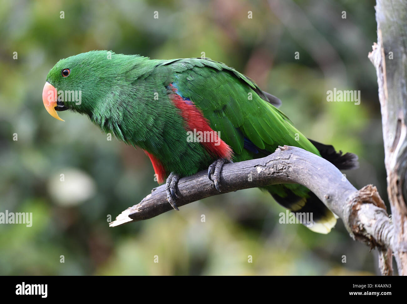 Precious birds hi-res stock photography and images - Alamy