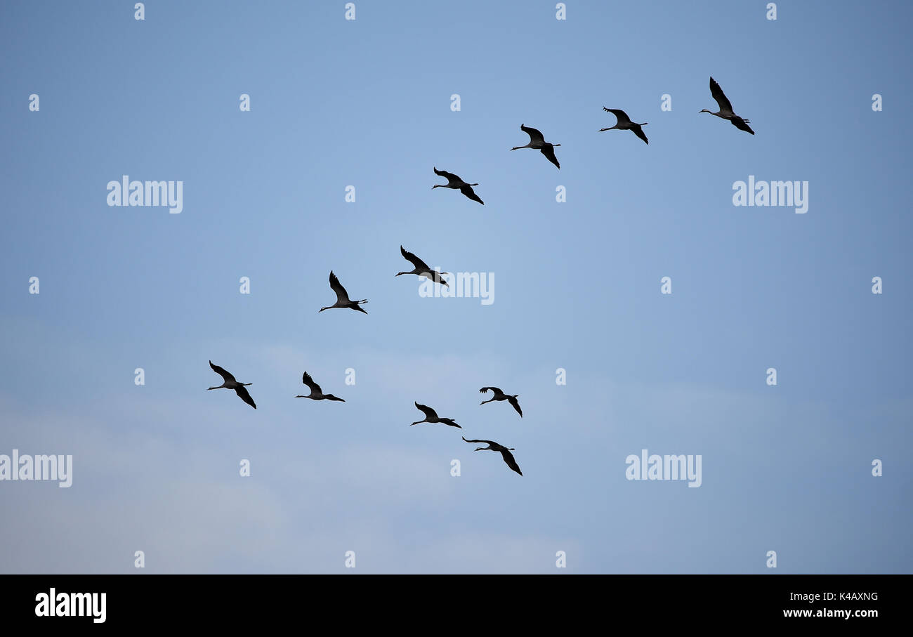 Swarm of cranes hi-res stock photography and images - Alamy