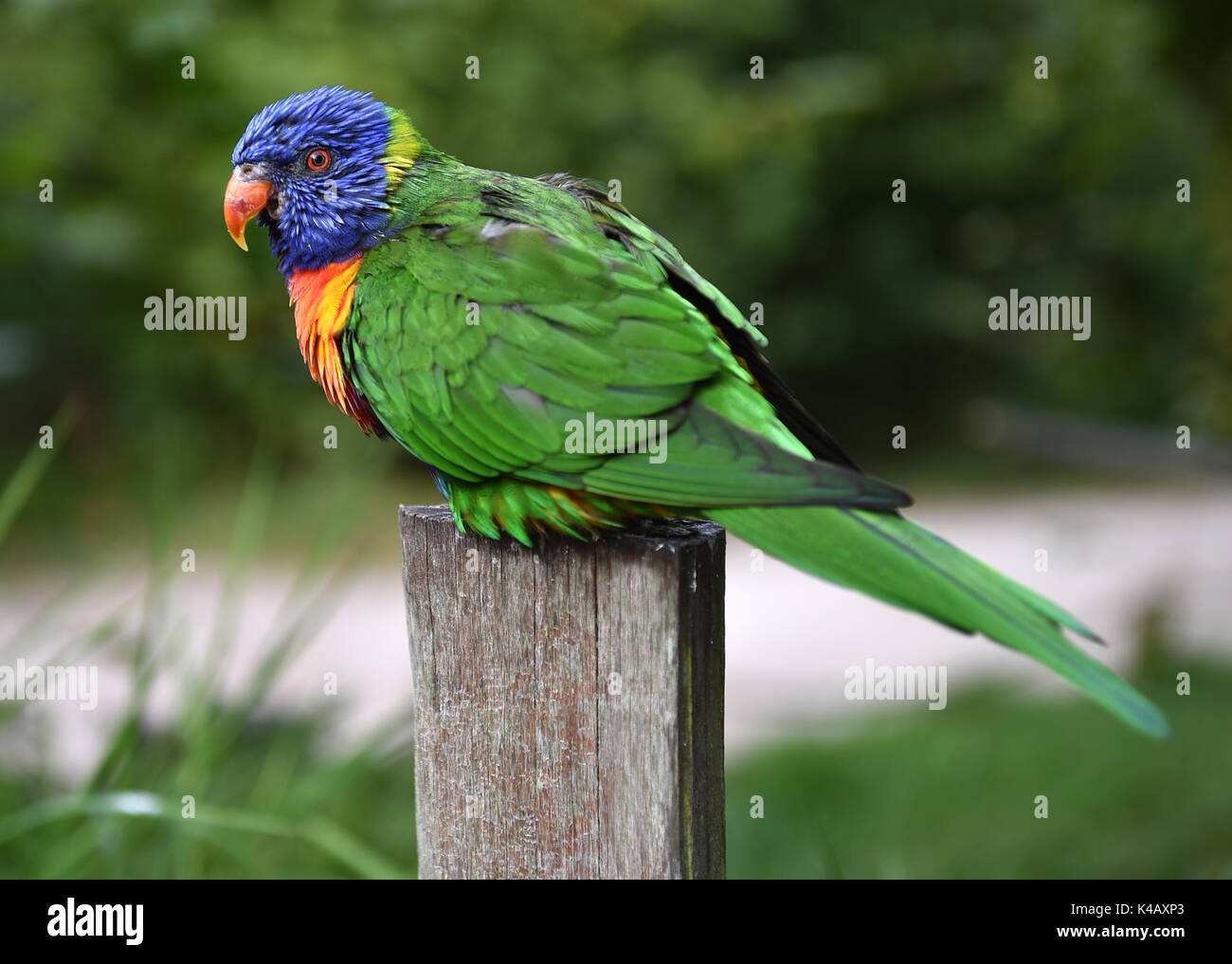Honey parrots hi-res stock photography and images - Alamy
