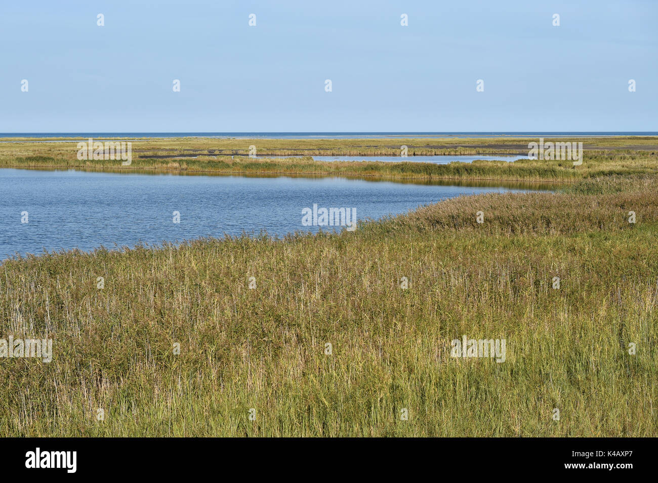 Reed Landscape On The Baltic Sea Stock Photo - Alamy
