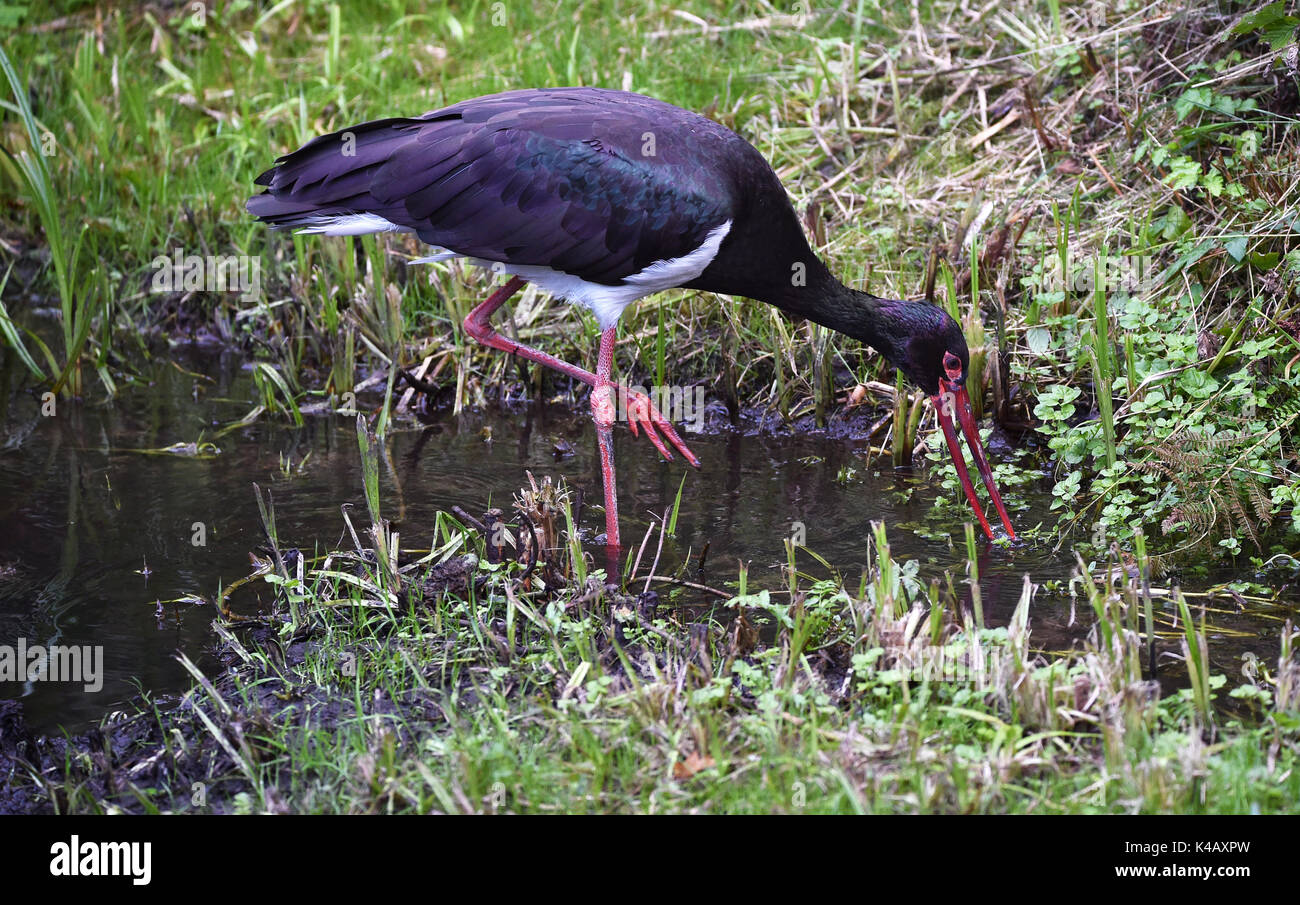 Black Stork Looks For Food Stock Photo - Alamy