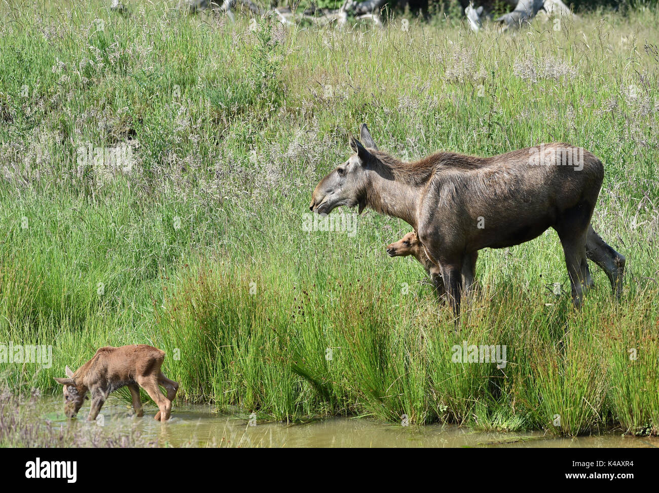 Moose Cow With Offspring At The Water Stock Photo - Alamy
