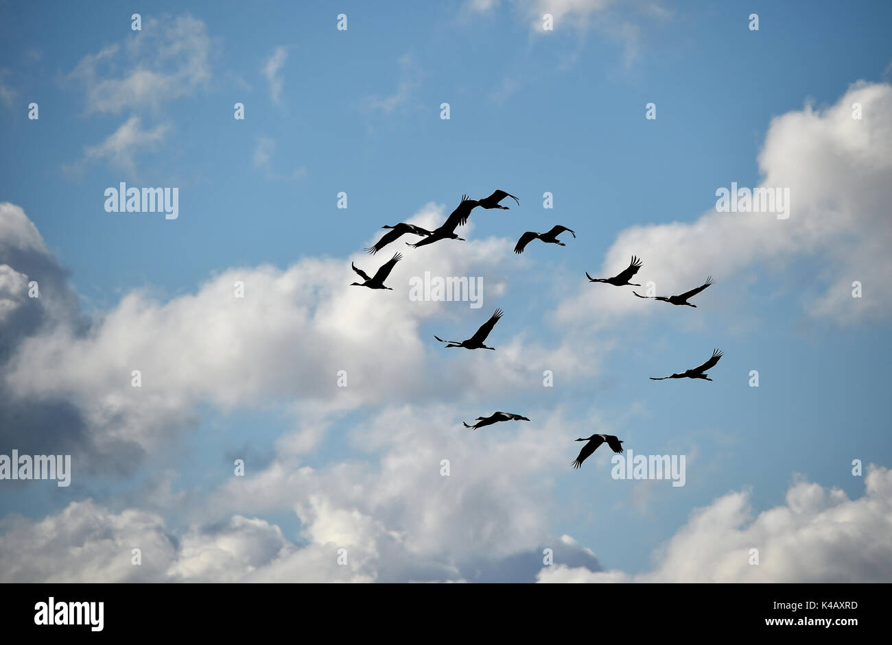Flying cranes hi-res stock photography and images - Alamy