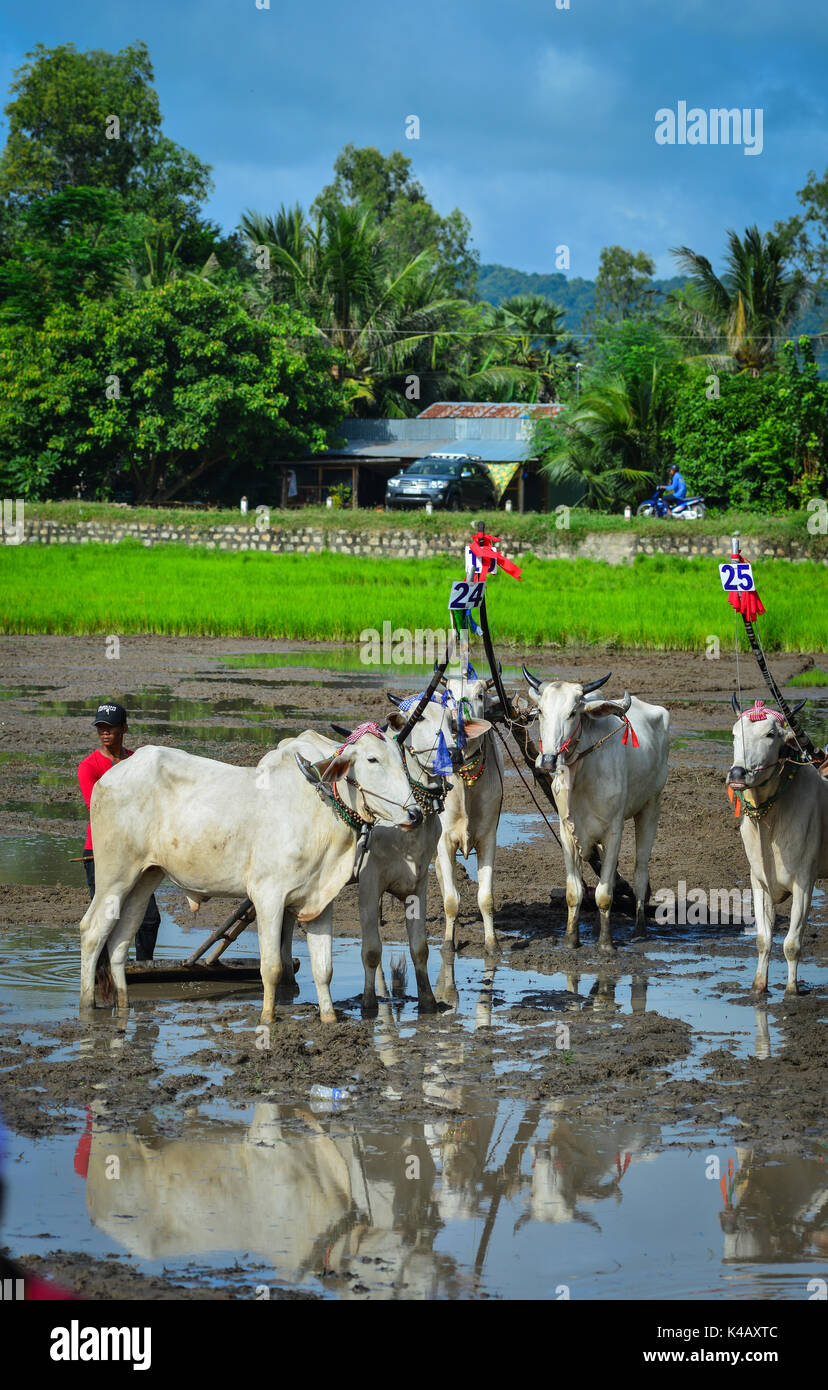 Khmer cattle hi-res stock photography and images - Alamy