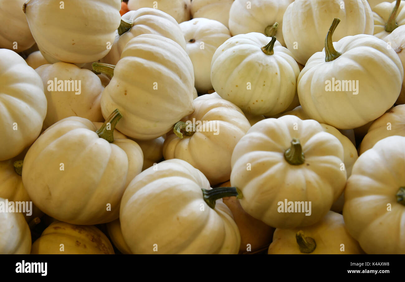 White Mandarin Pumpkin Stock Photo - Alamy