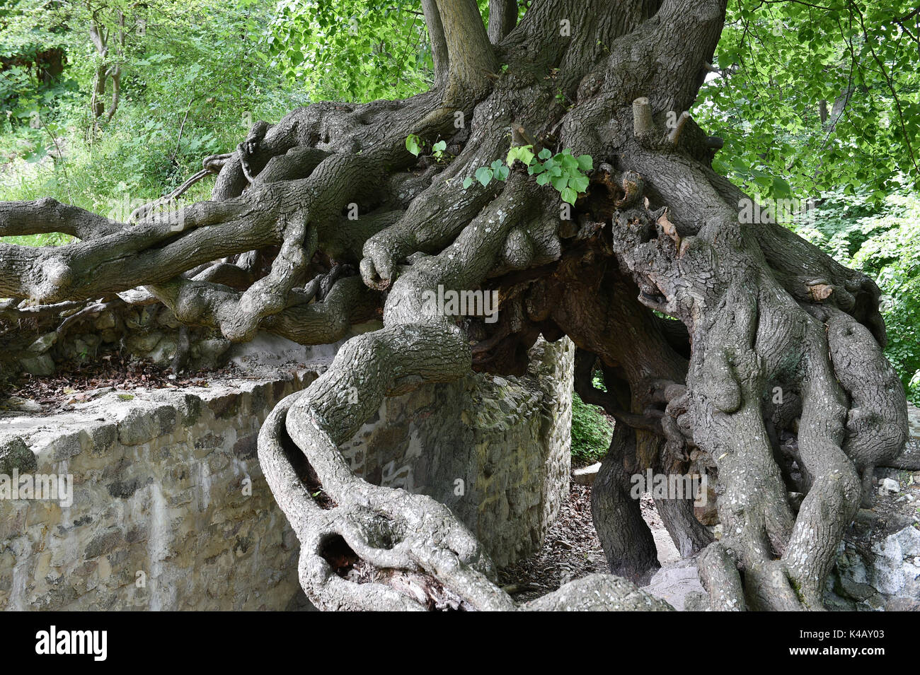 Old Lime Tree Stock Photo - Alamy