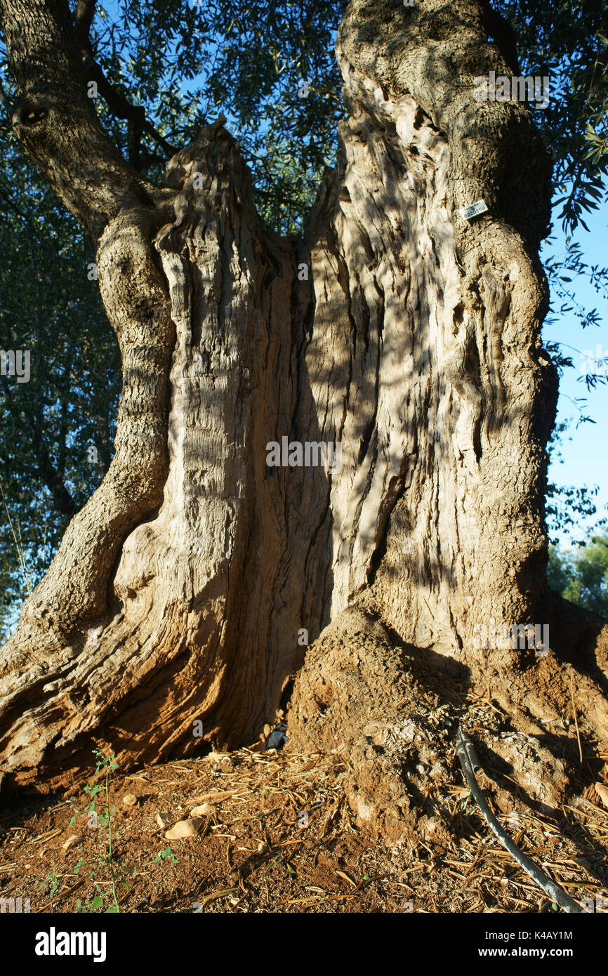 thousand-year old Olive tree in Conversano, near Monopoli, apulia Italy ...