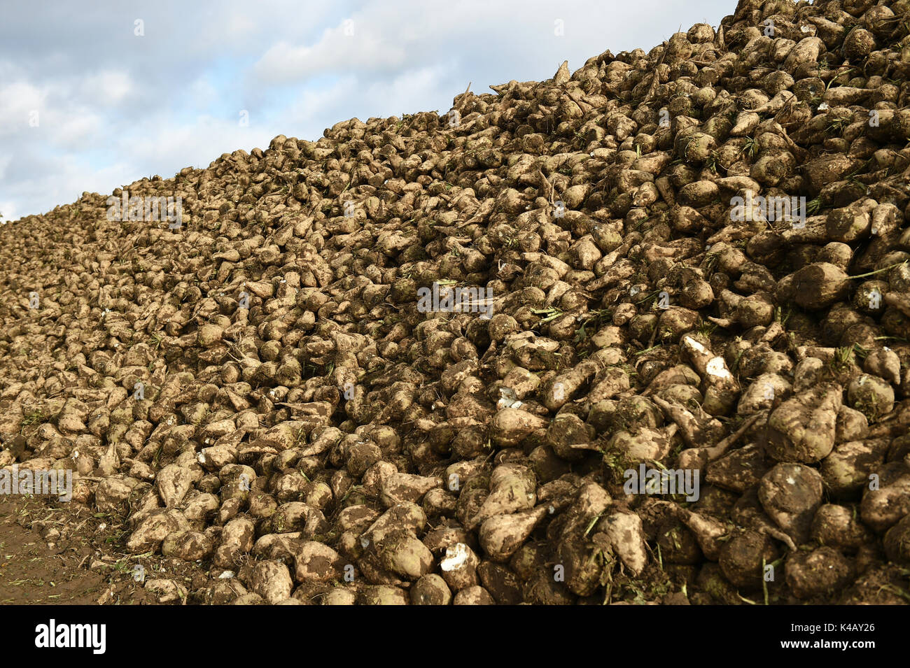 Sugar beet transport hi-res stock photography and images - Alamy