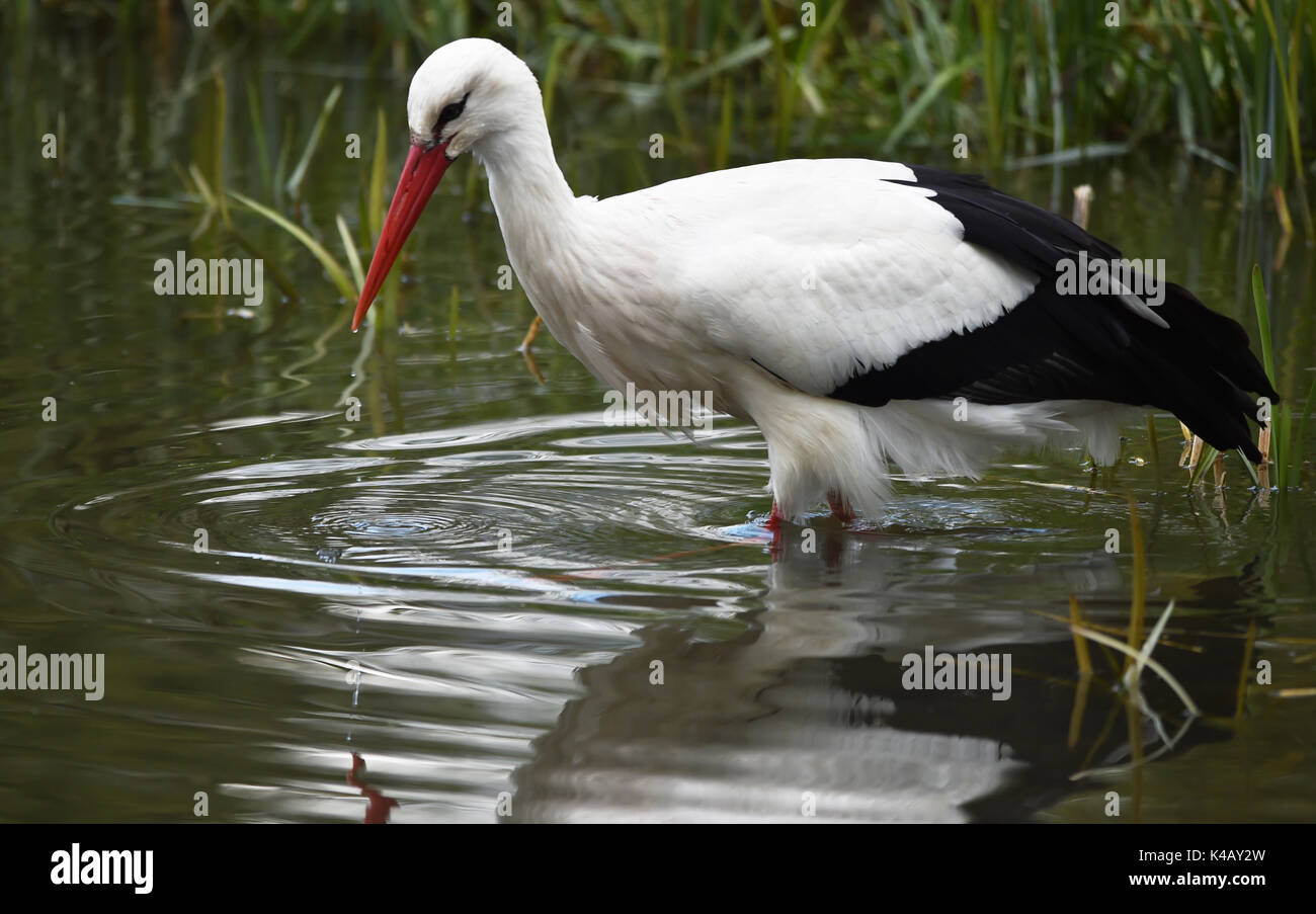 White Stork In The Water Stock Photo - Alamy