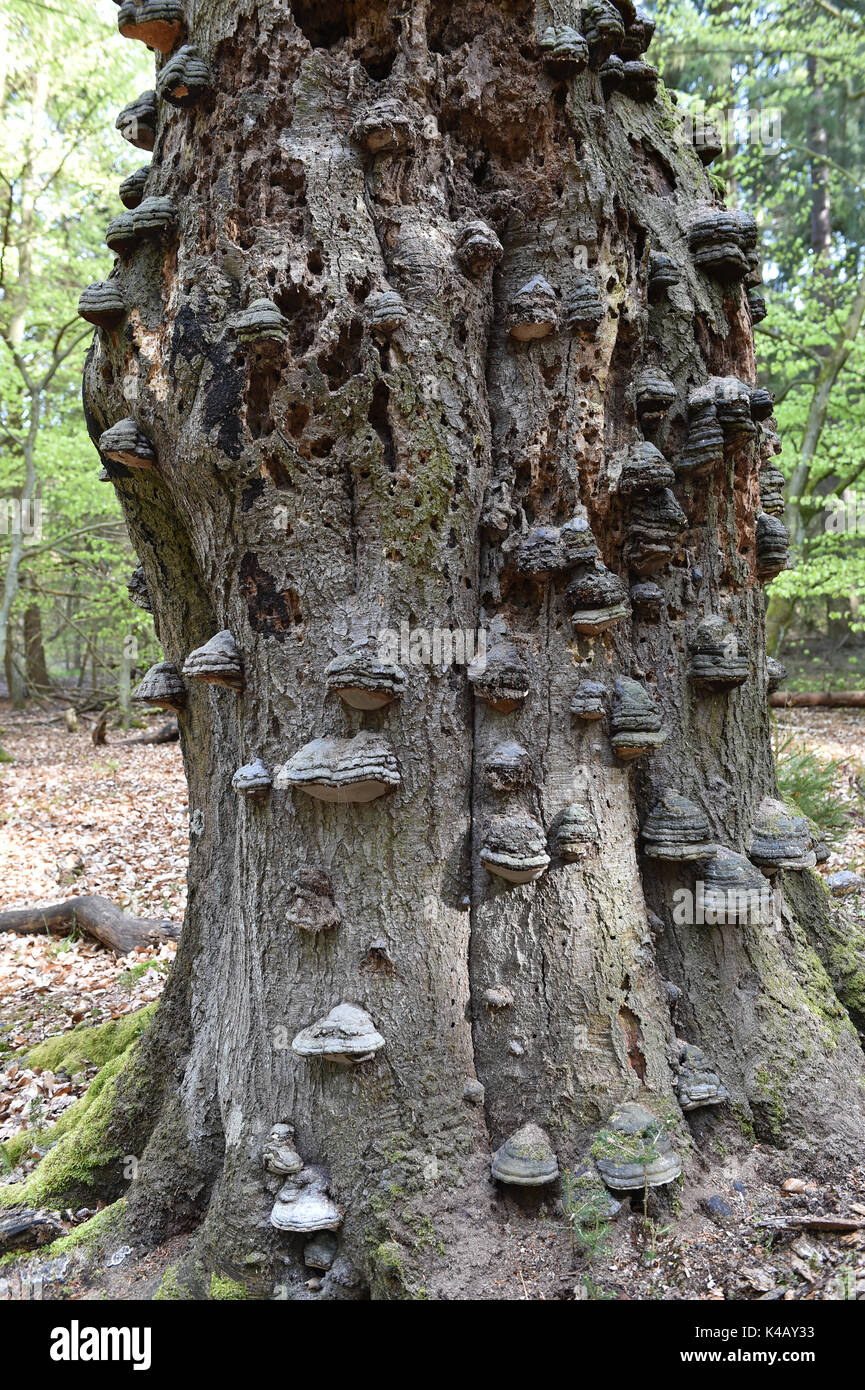 Beech With Tree Mushroom Stock Photo - Alamy
