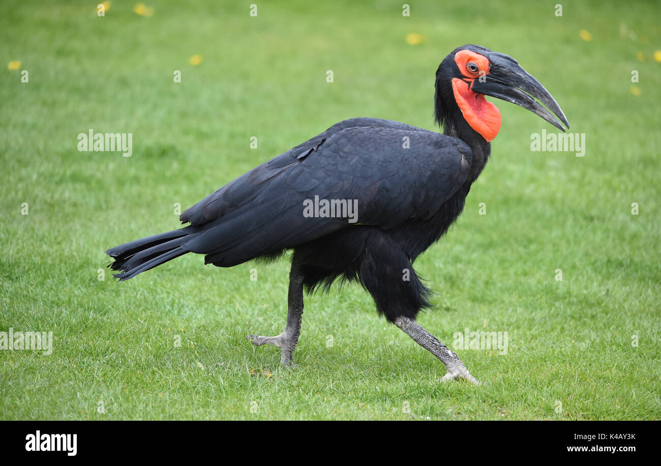 The Southern Horn Raven Stock Photo - Alamy