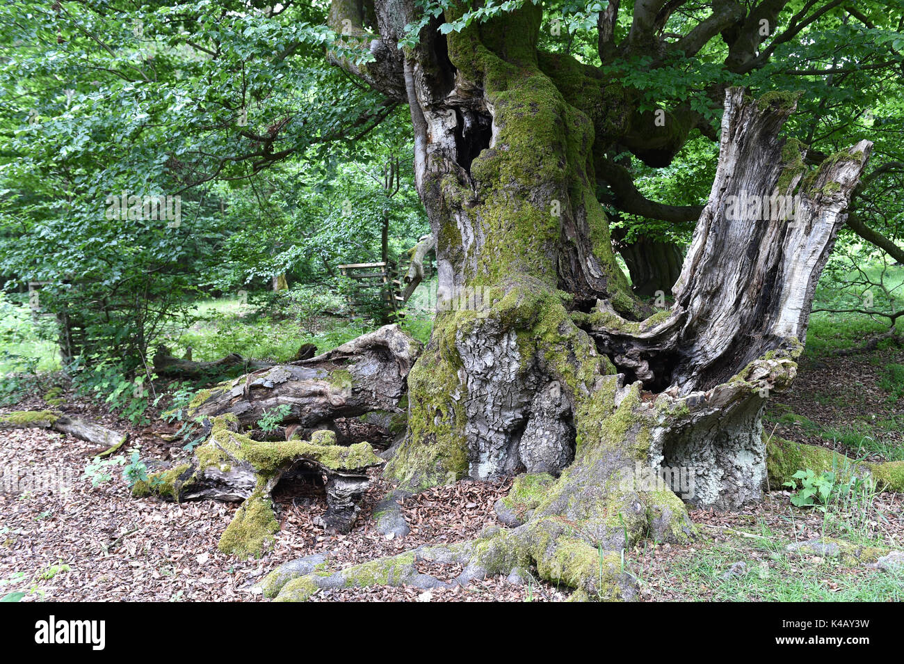 Old Beech Tree Stock Photo - Alamy