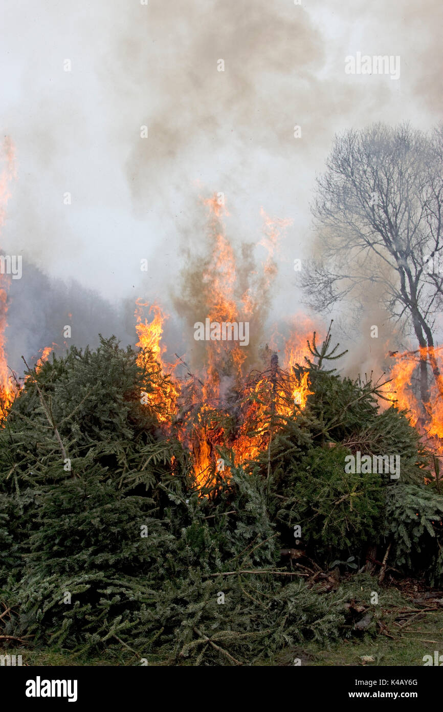 Burning Trees With Blazing Fire Stock Photo - Alamy