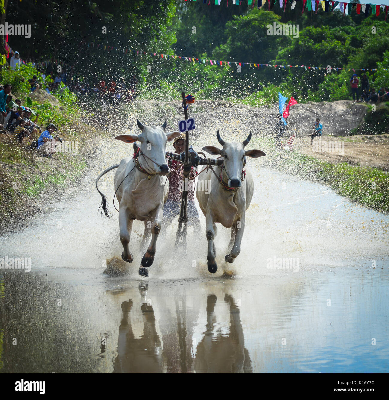 An Giang Cow Racing High Resolution Stock Photography and Images - Alamy