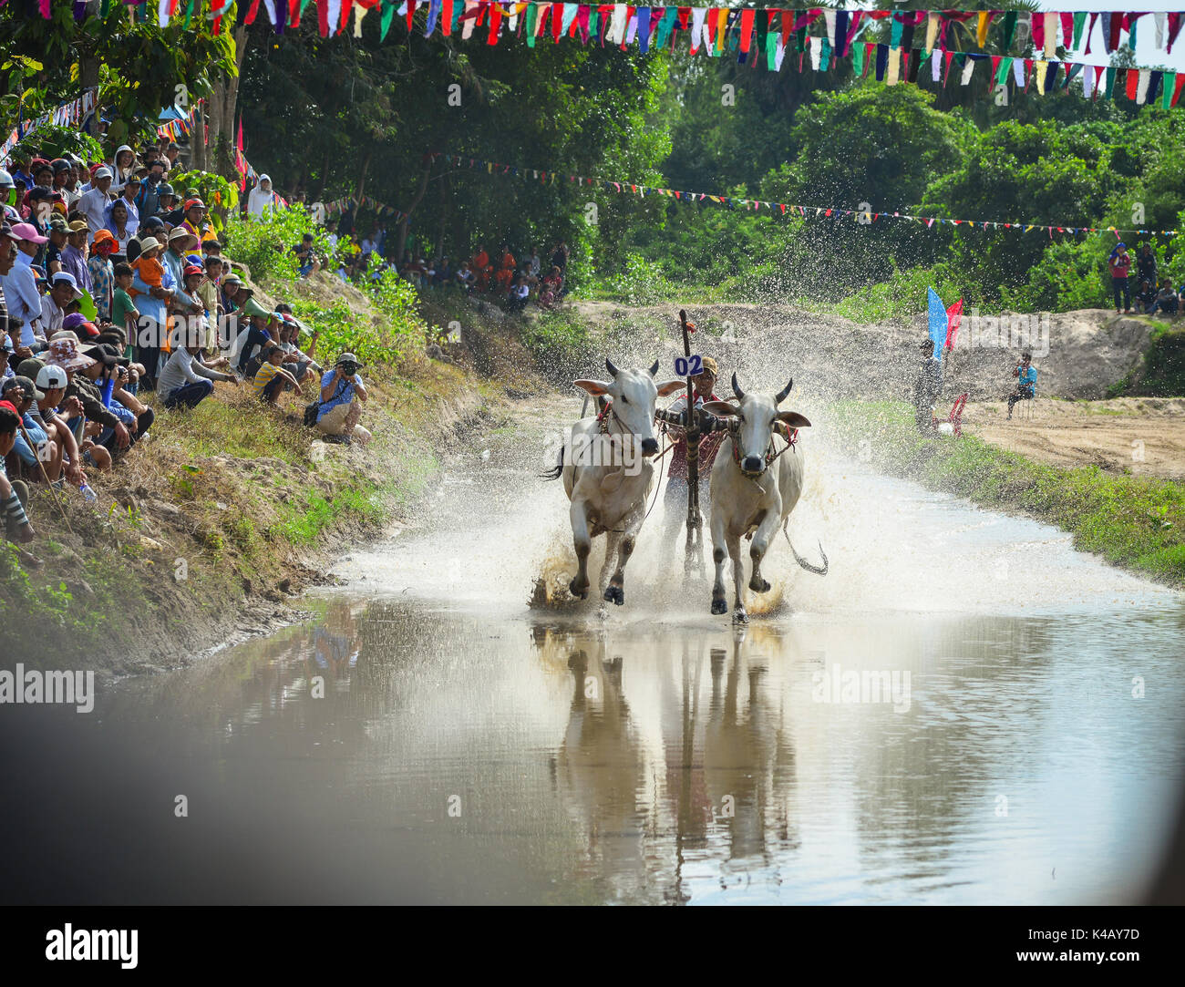 An giang cow racing hi-res stock photography and images - Alamy