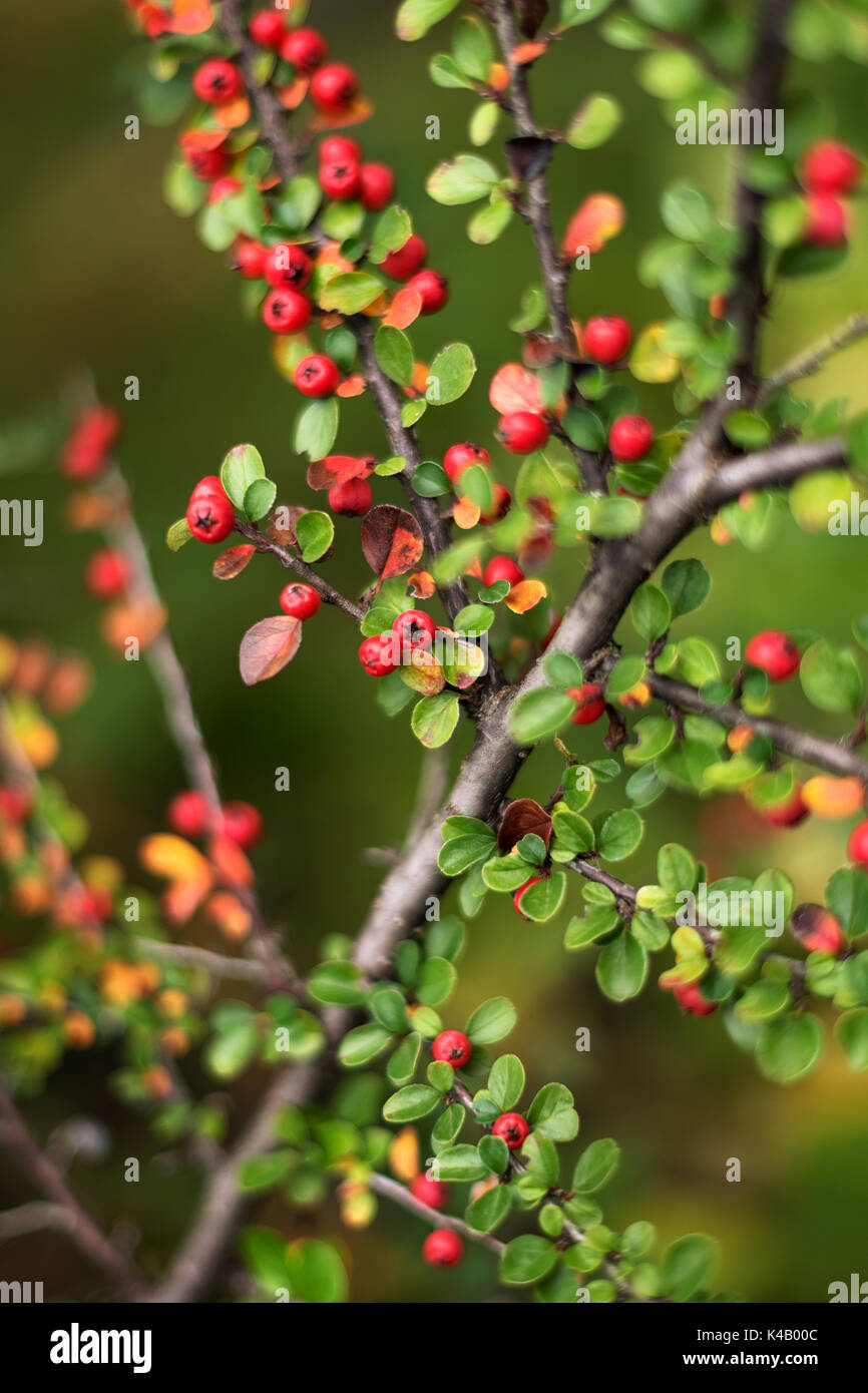 Dwarf cotoneaster hi-res stock photography and images - Alamy