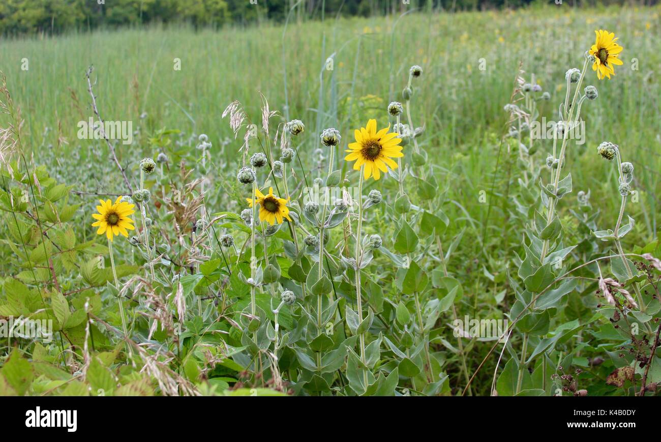 Some of the parks in Hamilton County Ohio Stock Photo - Alamy