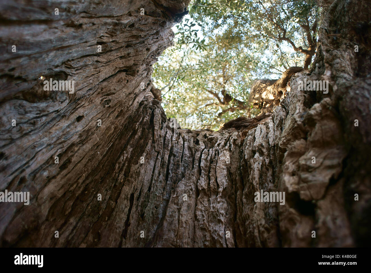 Tronco Centenario High Resolution Stock Photography and Images - Alamy