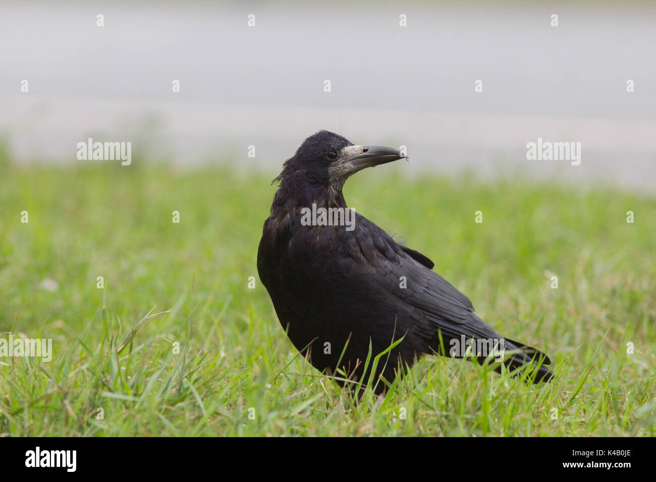 Rookgrass hi-res stock photography and images - Alamy