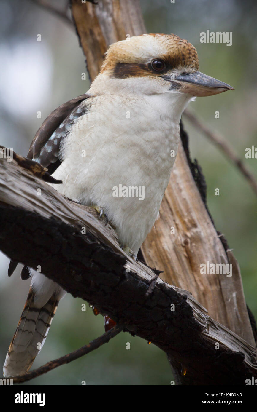 Australian wild birds hi-res stock photography and images - Alamy