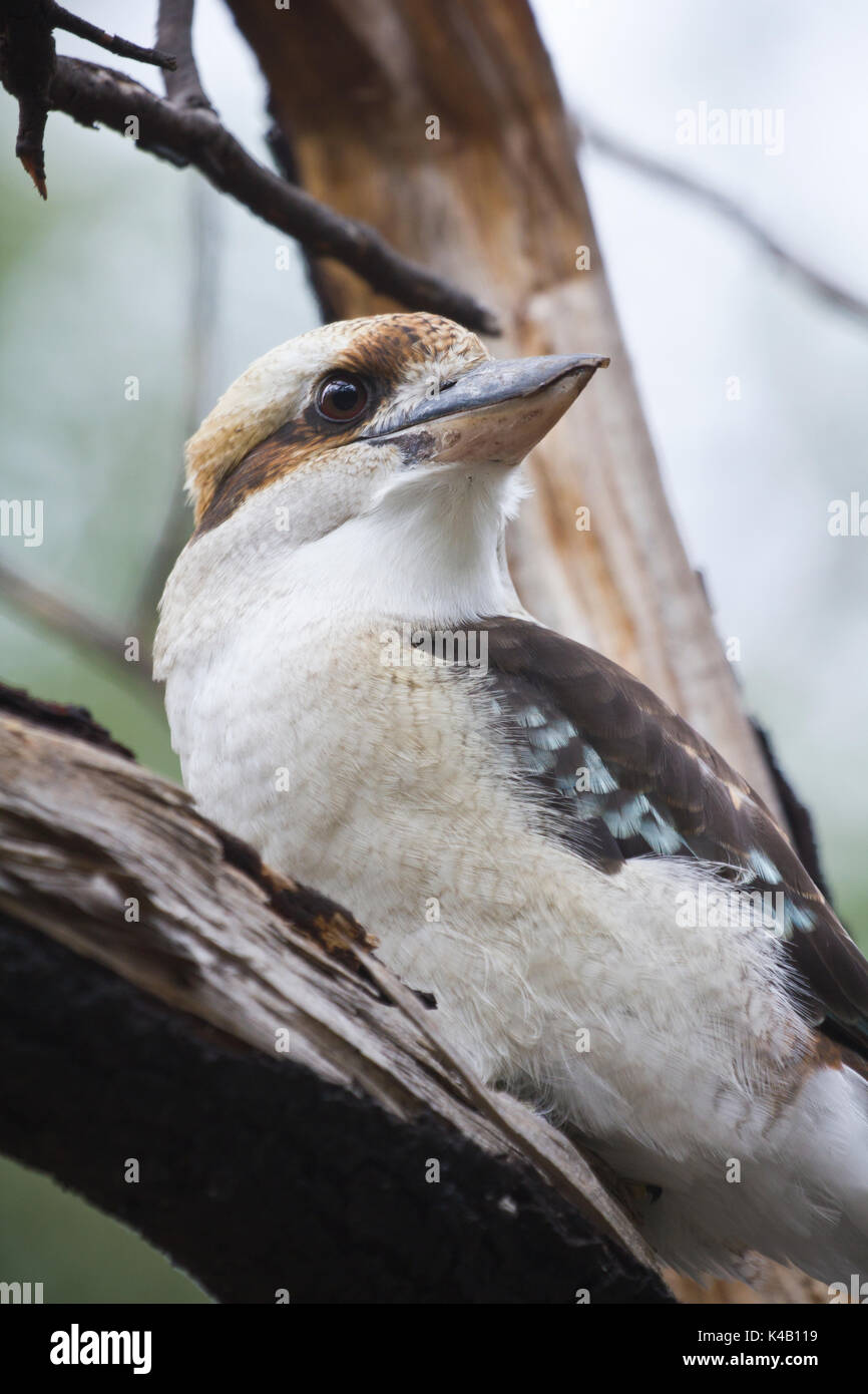 Terrestrial birds hi-res stock photography and images - Alamy